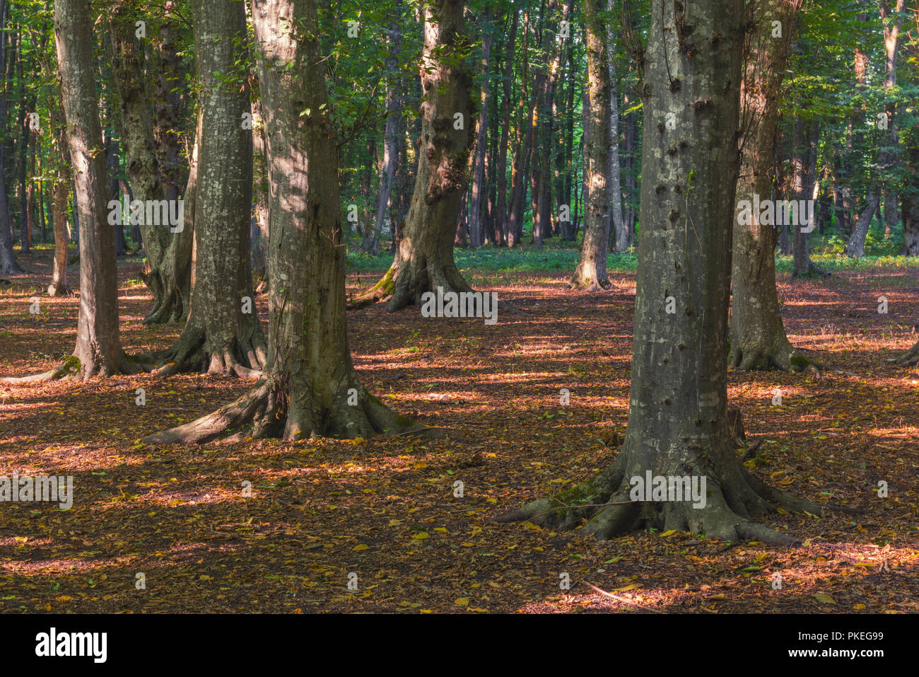 Old mighty oak trees in the forest Stock Photo - Alamy