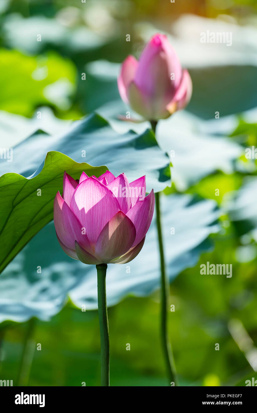Lotus flower and Lotus flower plants Stock Photo - Alamy