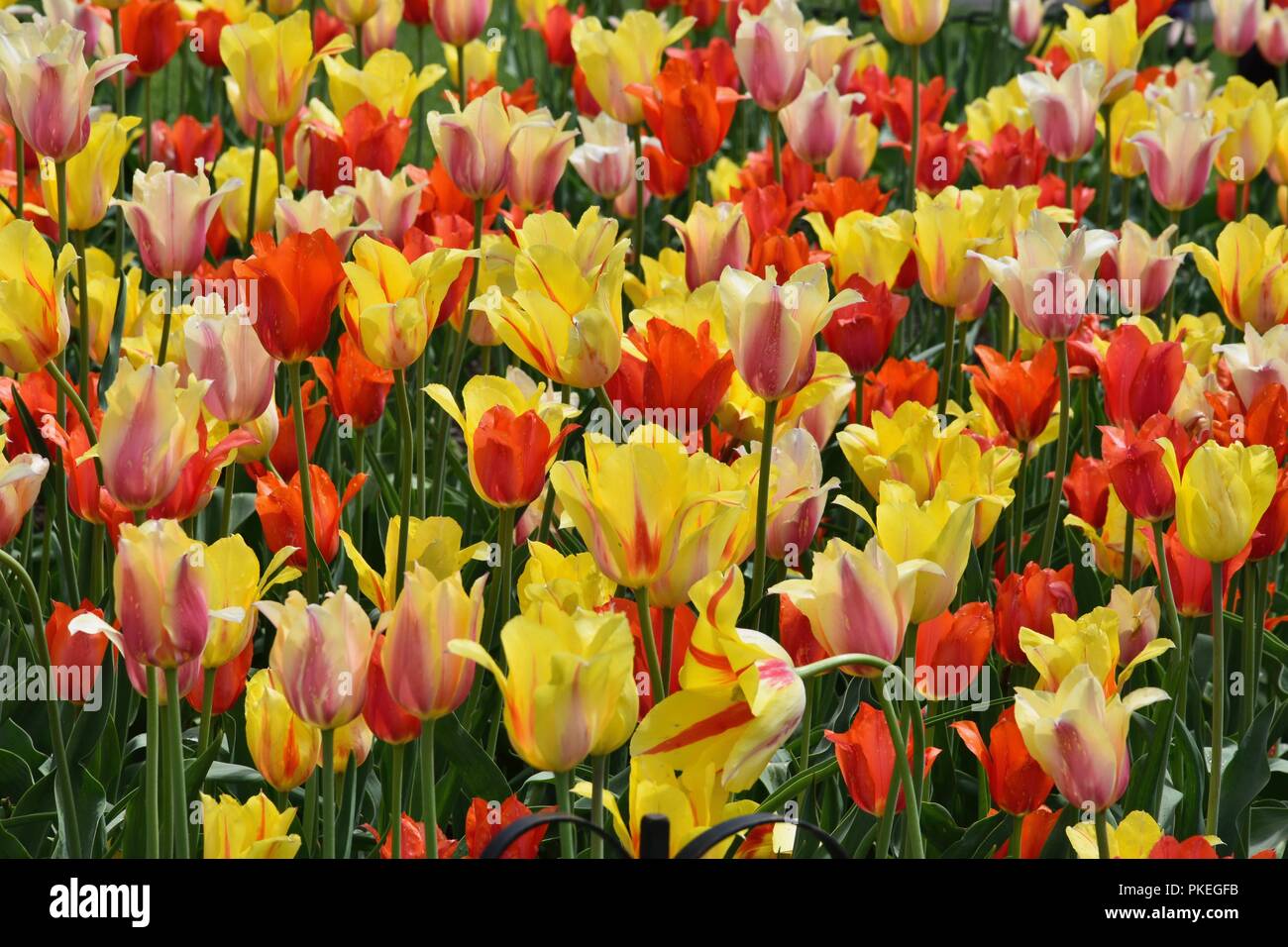 The iconic Spring Tulip Festival in Washington Park, Albany, Upstate ...