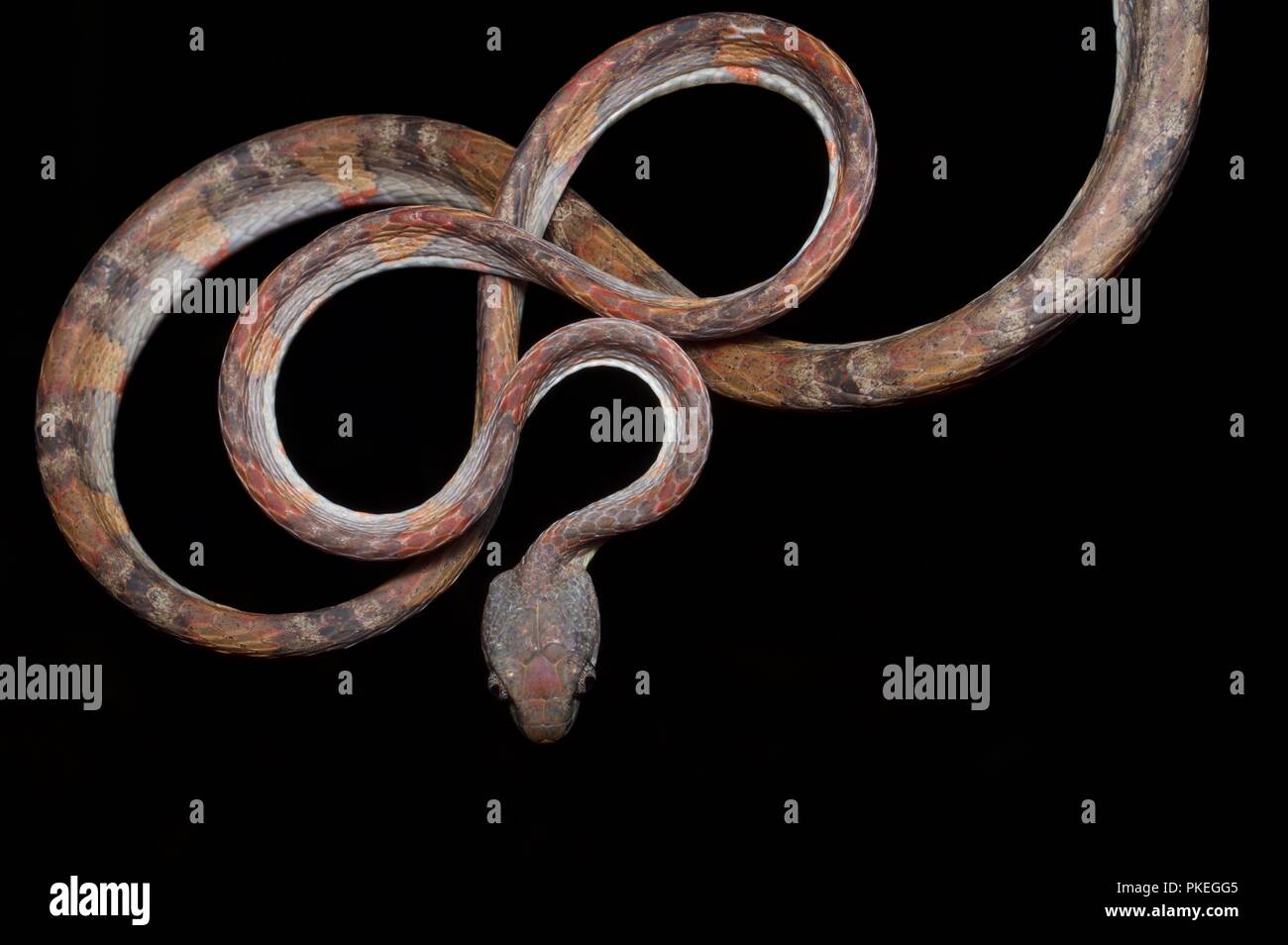Thin snake hi-res stock photography and images - Alamy