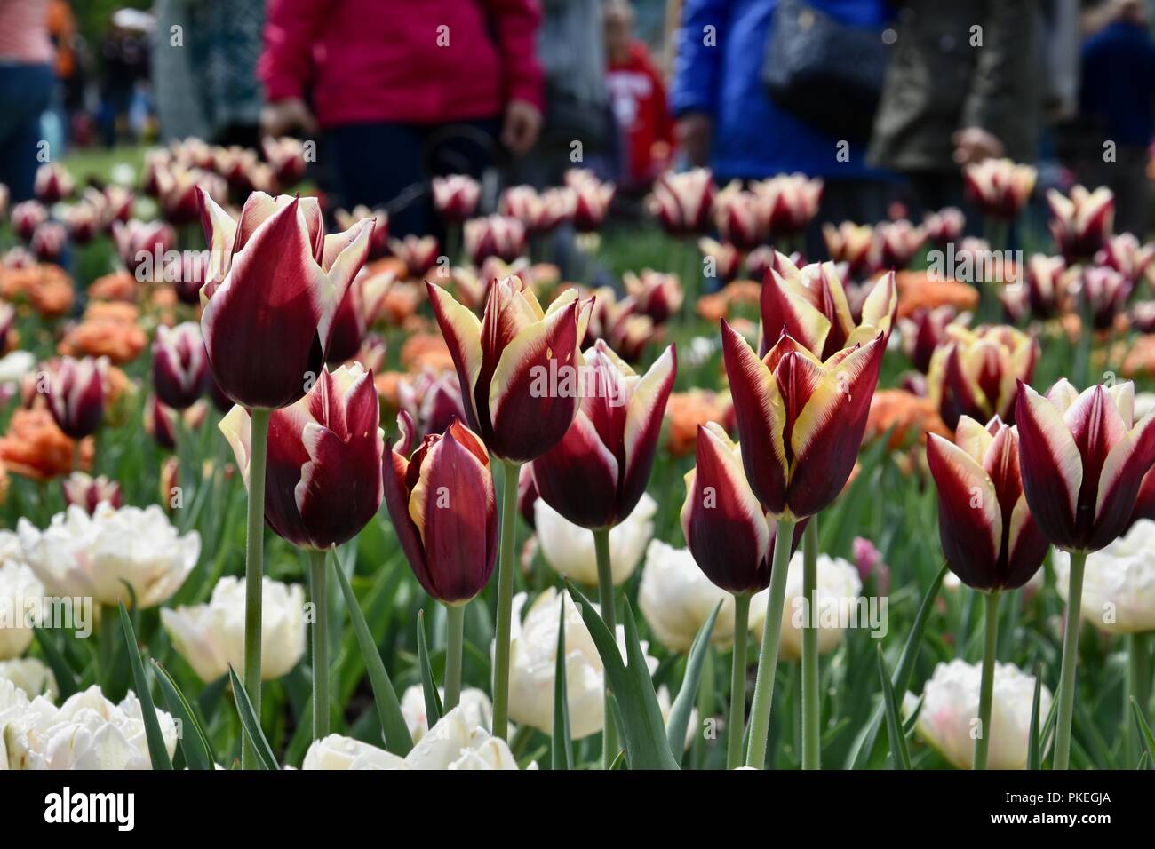 The iconic Spring Tulip Festival in Washington Park, Albany, Upstate ...