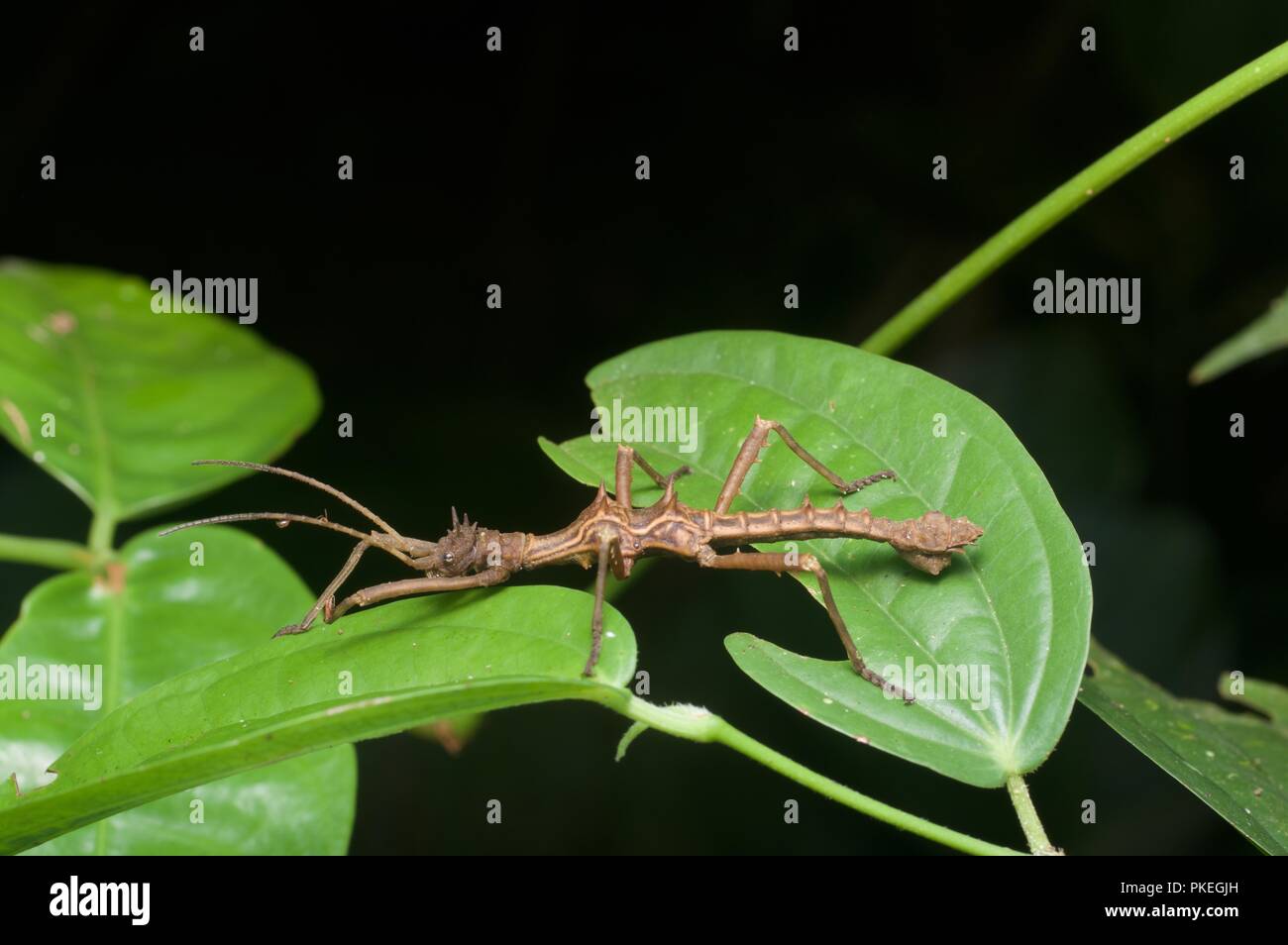 A phasmid (stick insect) in the rainforest at night in Gunung Mulu ...