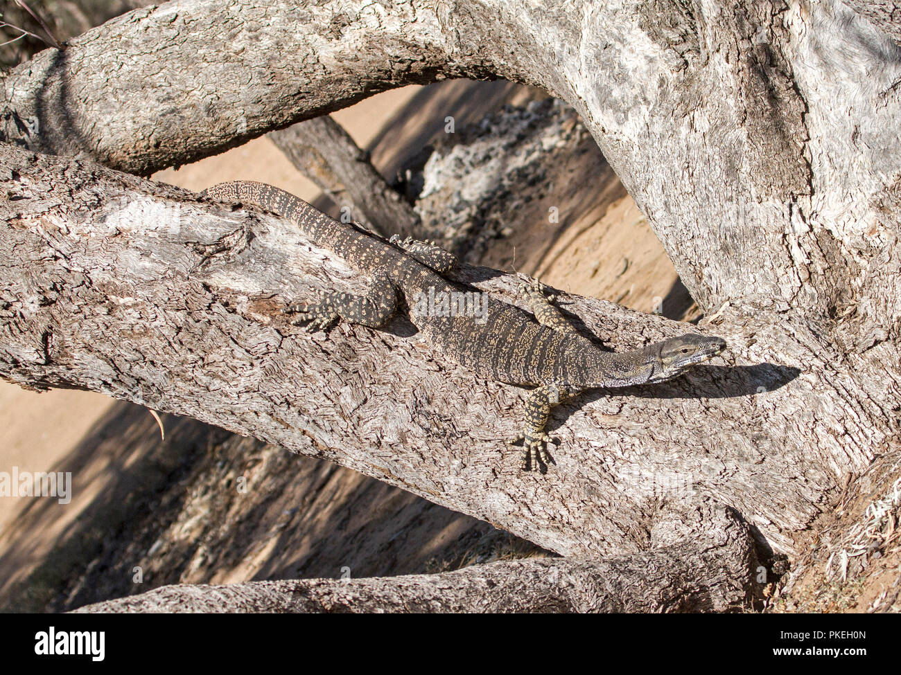 Australian goanna hi-res stock photography and images - Alamy