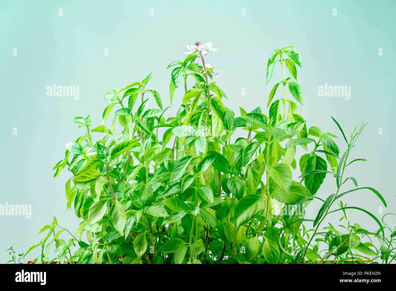 A side view of a blooming basil plant on a teal background with copy ...
