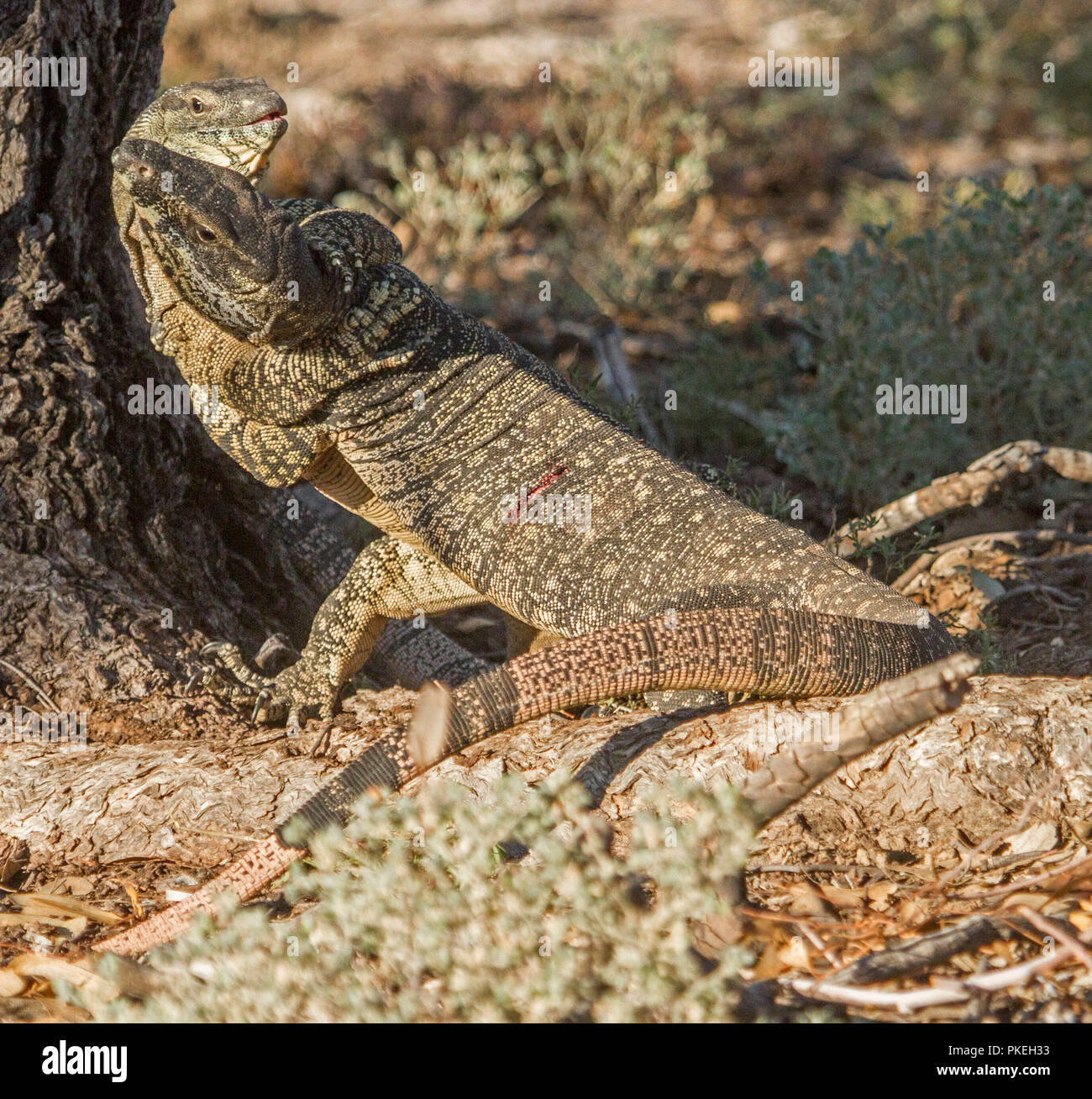 Monitor lizards hi-res stock photography and images - Alamy