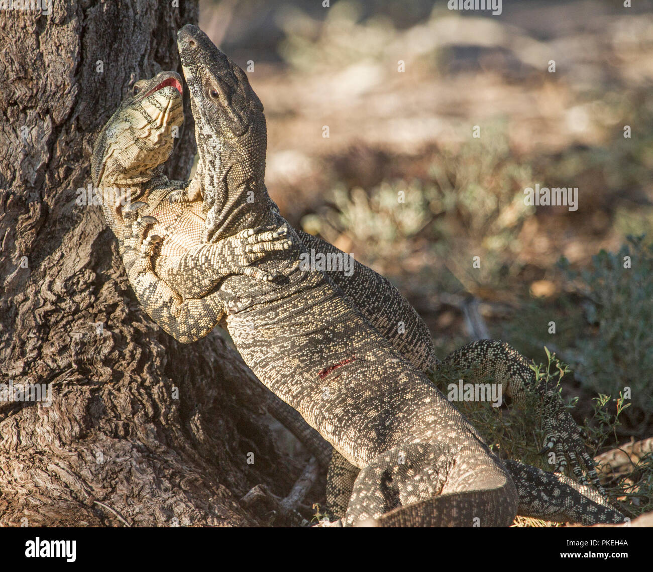 Two Australian Goannas Lace Monitor Lizards Mating In The Wild At