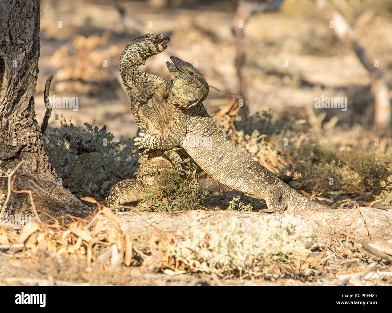Two Australian Goannas Lace Monitor Lizards Mating In The Wild At