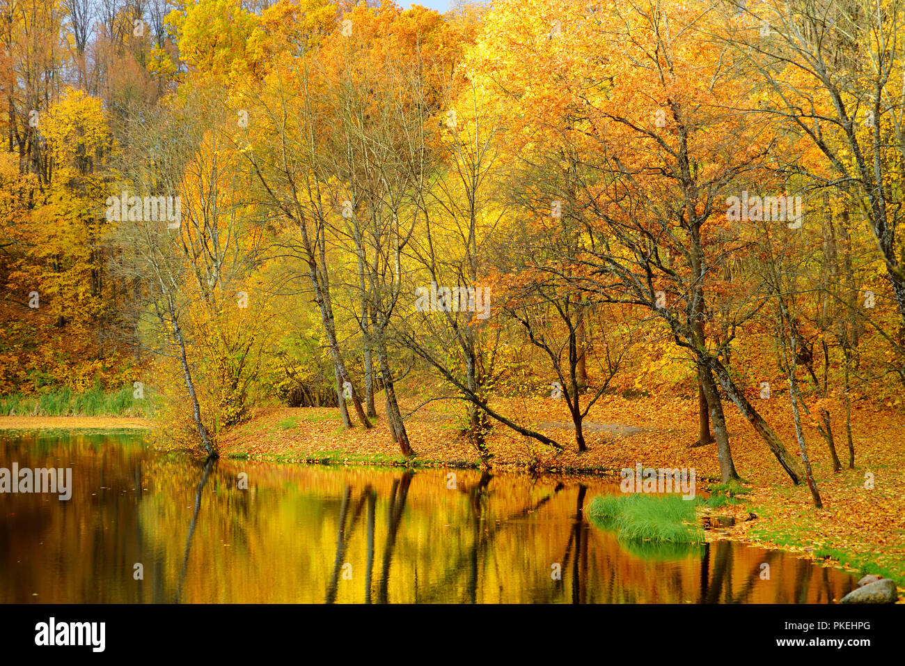Colorful forest scene in the fall with orange and yellow foliage ...