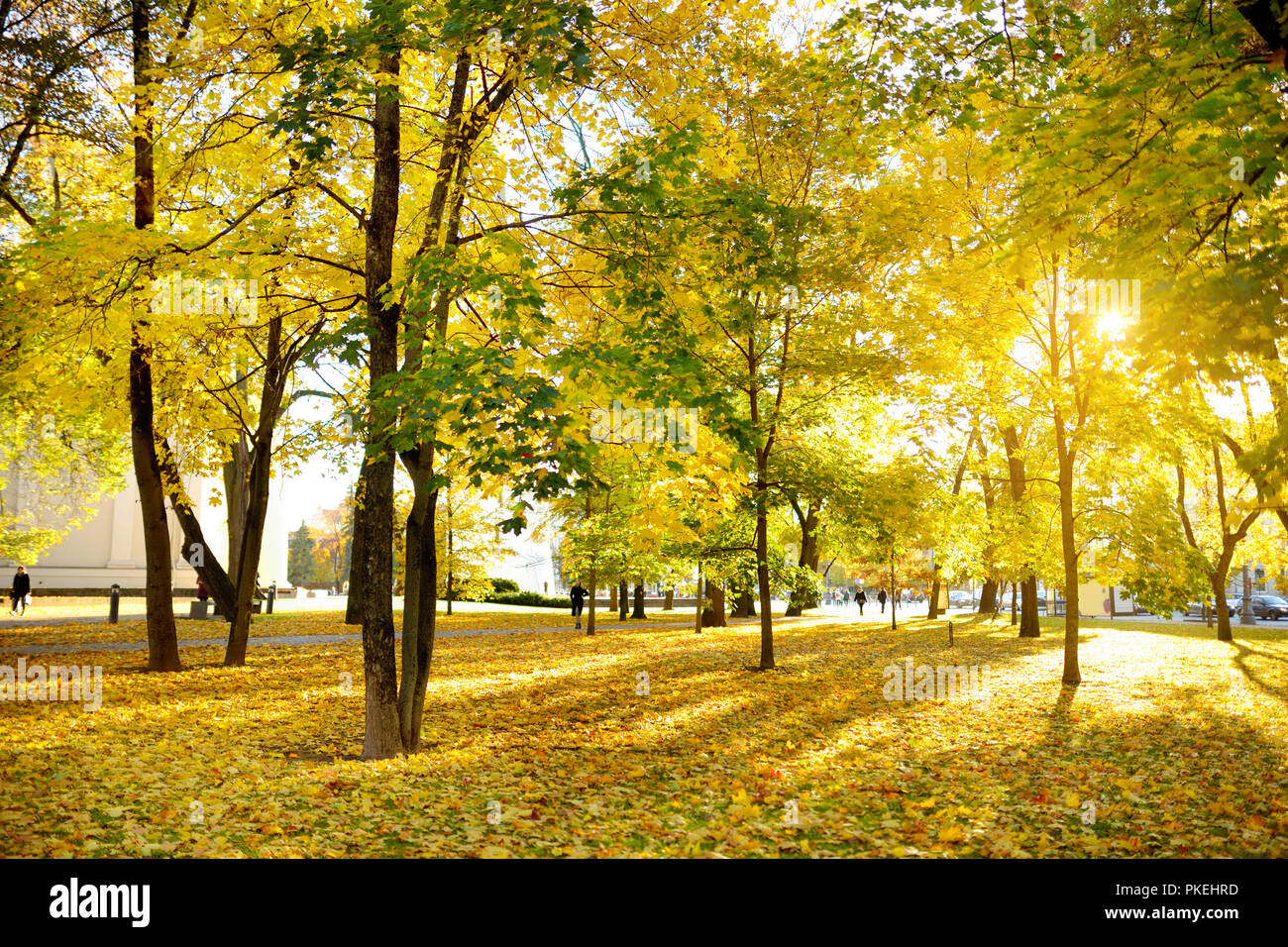 Colorful city park scene in the fall with orange and yellow foliage ...