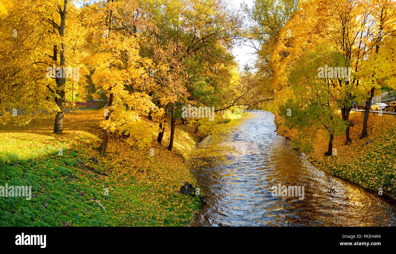 Colorful forest scene in the fall with orange and yellow foliage ...