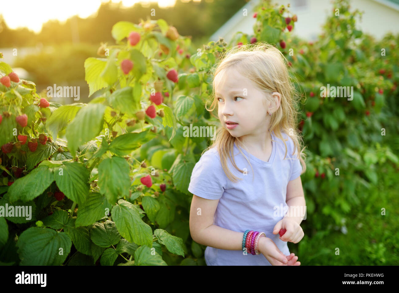 Cute little girl picking fresh berries on organic raspberry farm on ...