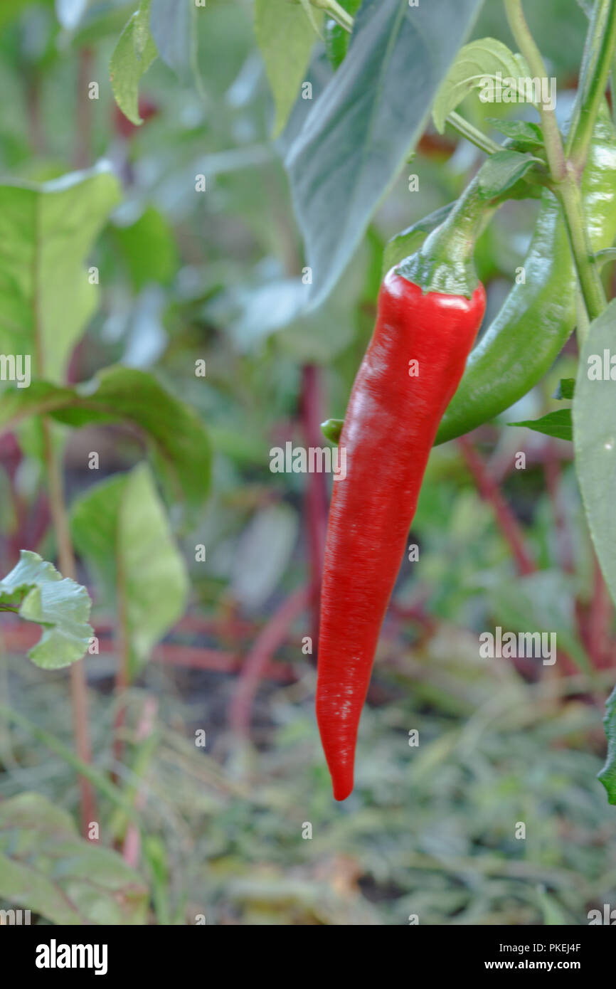 Paprika garden harvest hi-res stock photography and images - Alamy