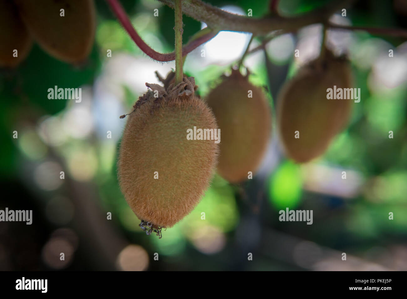 Kiwi plant hi-res stock photography and images - Alamy