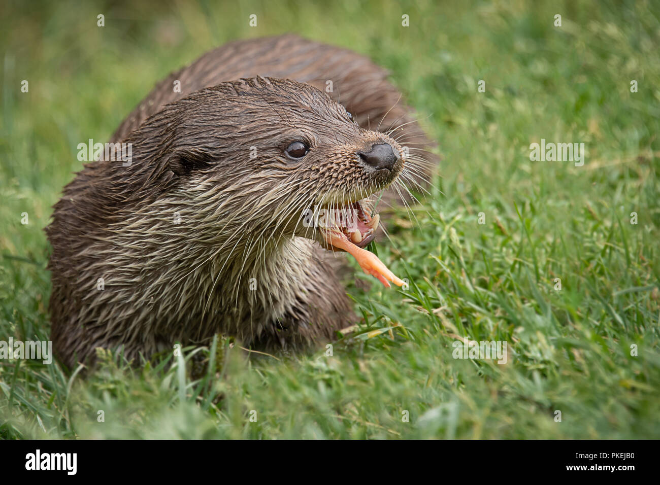 A close up front view of an otter eating. The otter is feeding on a ...
