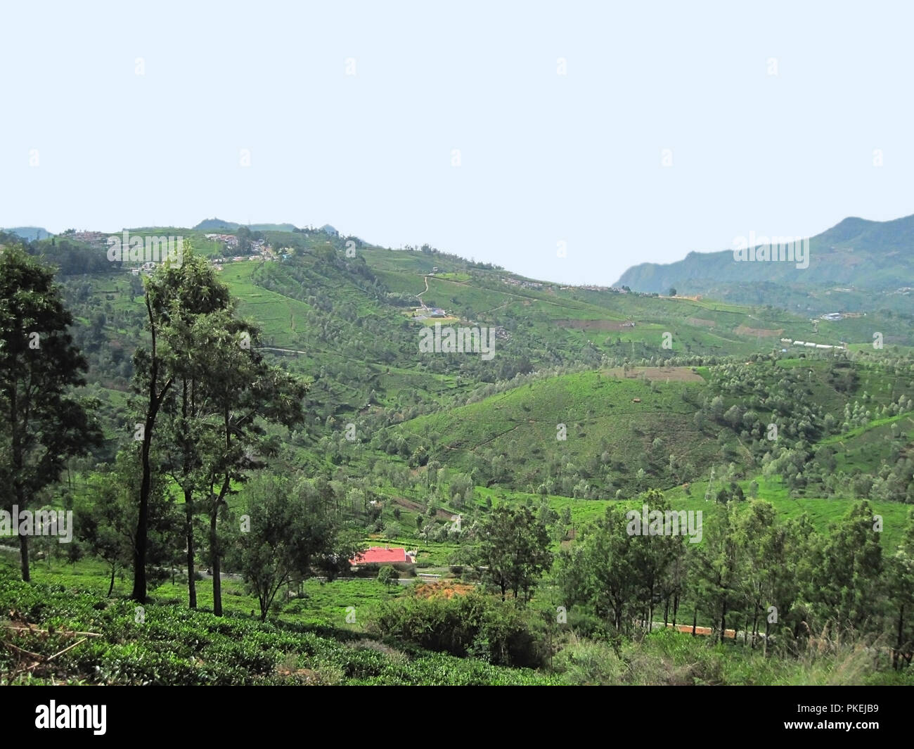 A VIEW OF TEA ESTATES, COONOOR, TAMILNADU, INDIA, ASIA Stock Photo - Alamy