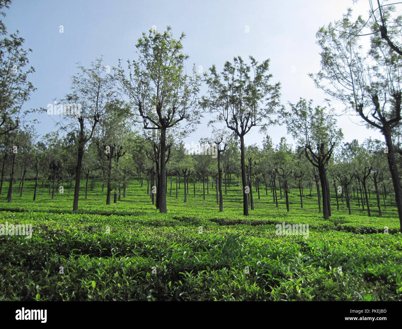 A VIEW OF TEA ESTATES, COONOOR, TAMILNADU, INDIA, ASIA Stock Photo - Alamy