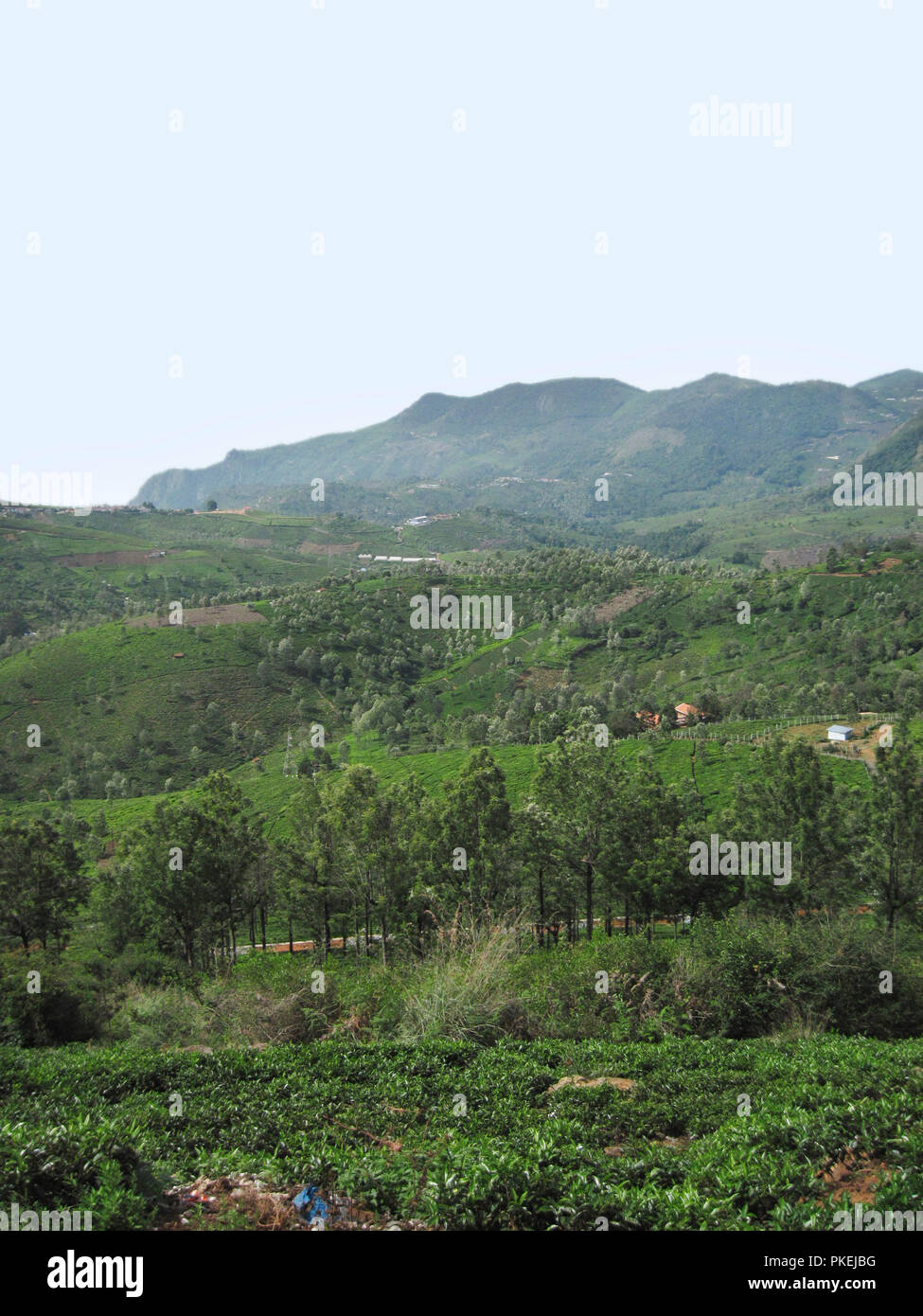 A VIEW OF TEA ESTATES, COONOOR, TAMILNADU, INDIA, ASIA Stock Photo - Alamy