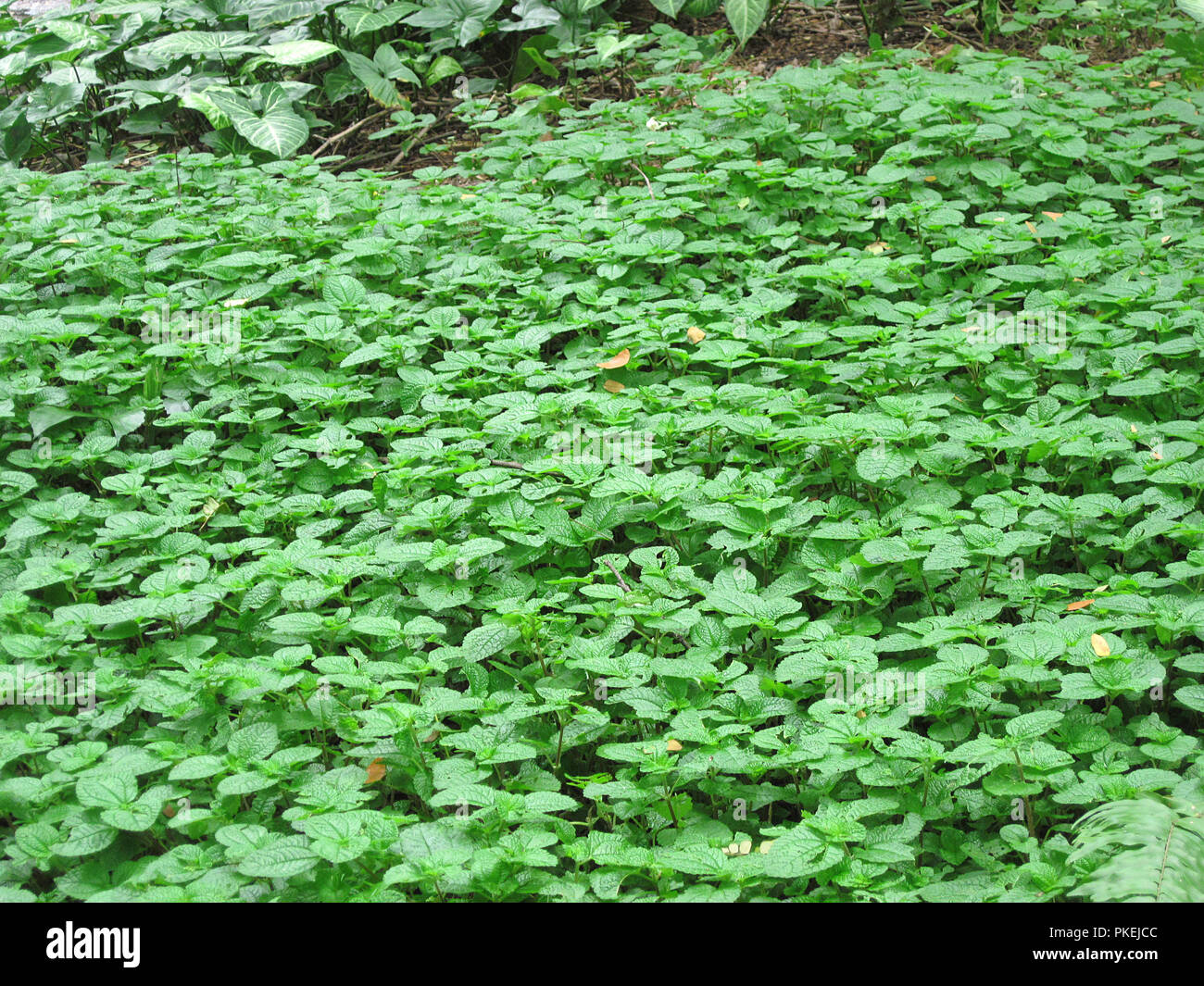 Trees, plants and foliage beautifully growing inside Osho Nalla park in ...