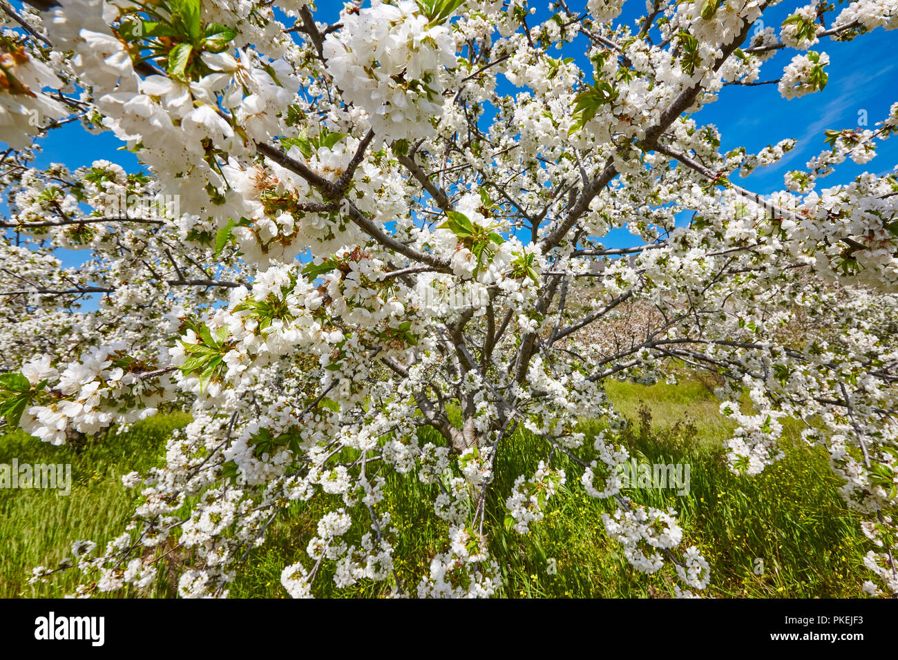 Cherry blossom in Jerte Valley, Caceres. Spring in Spain. Season Stock ...