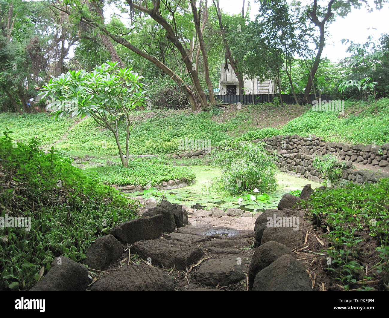 Trees, plants and foliage beautifully growing inside Osho Nalla park in ...