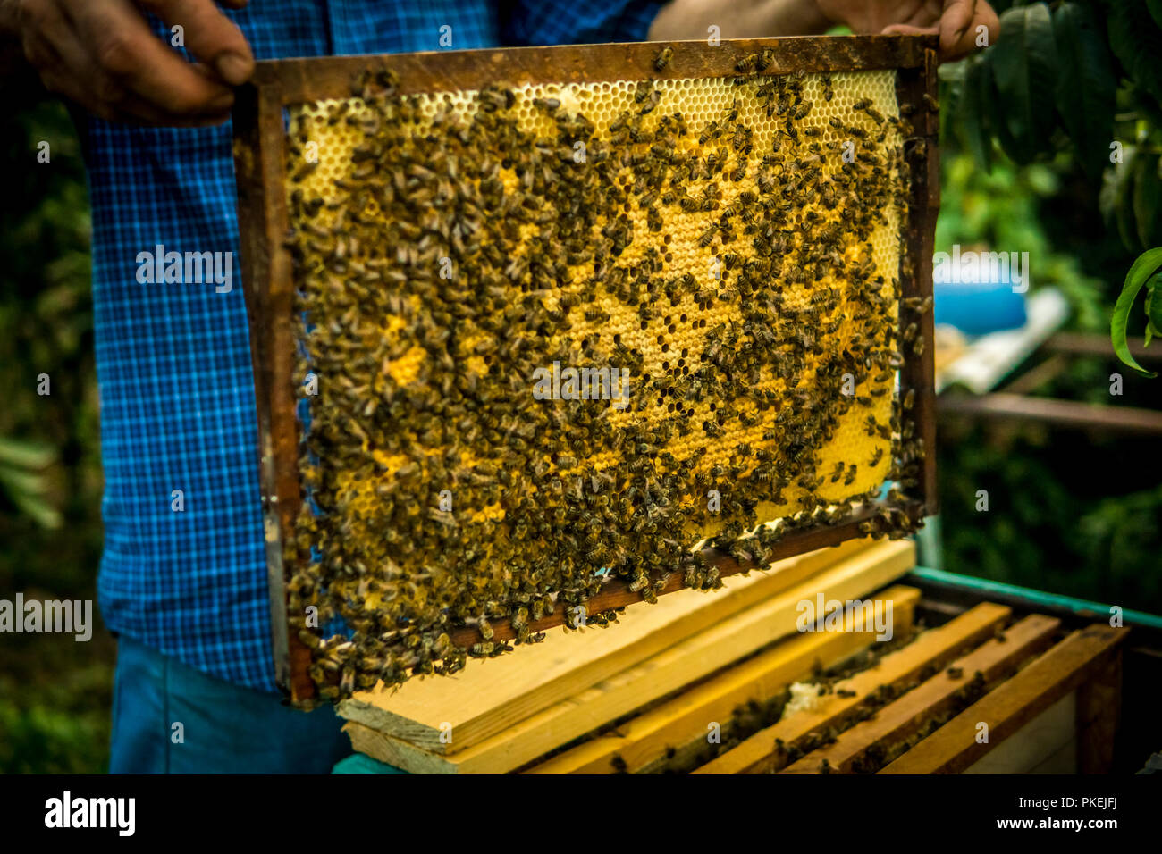 Frame of pollen hi-res stock photography and images - Alamy