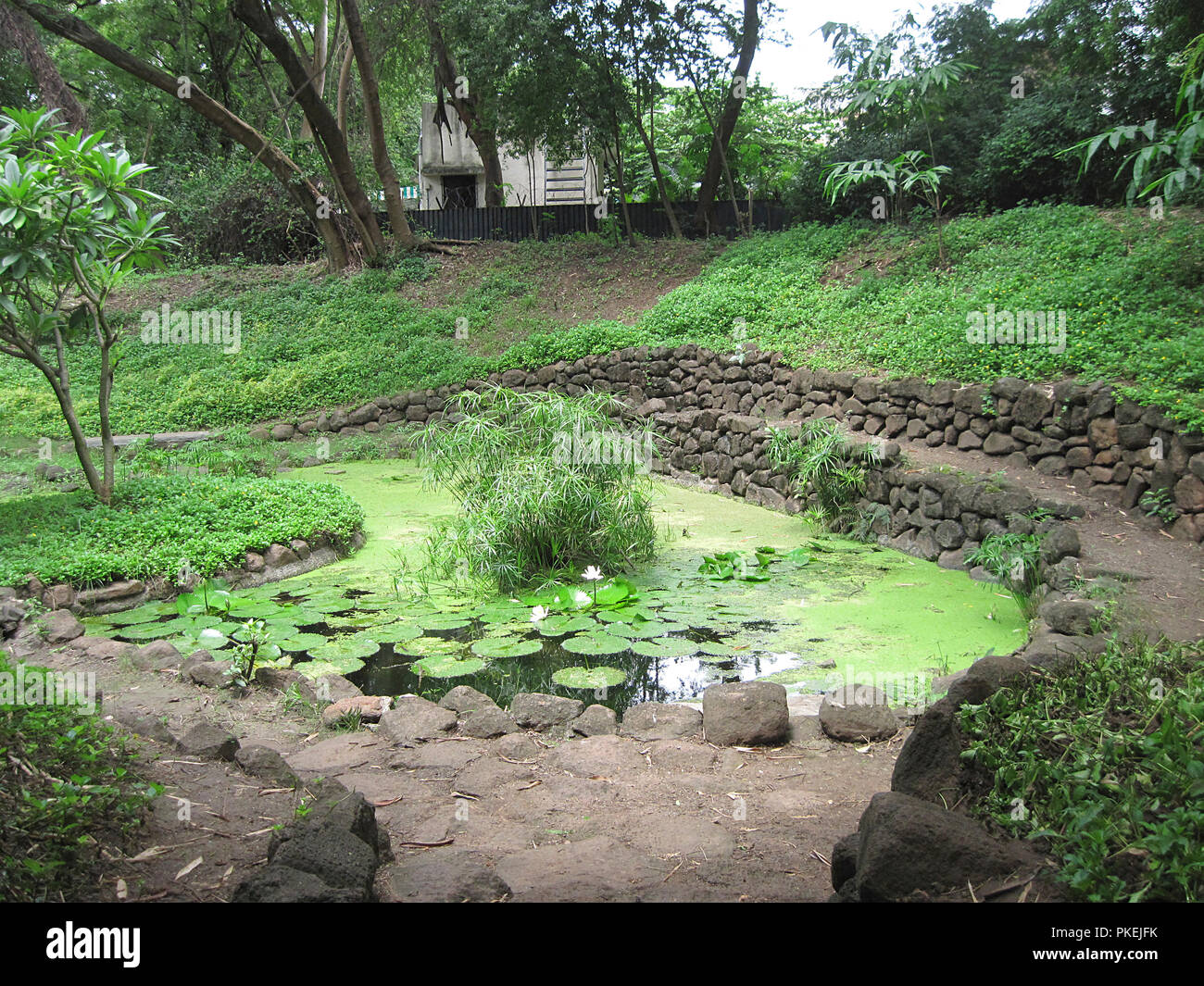 Trees, plants and foliage beautifully growing inside Osho Nalla park in ...