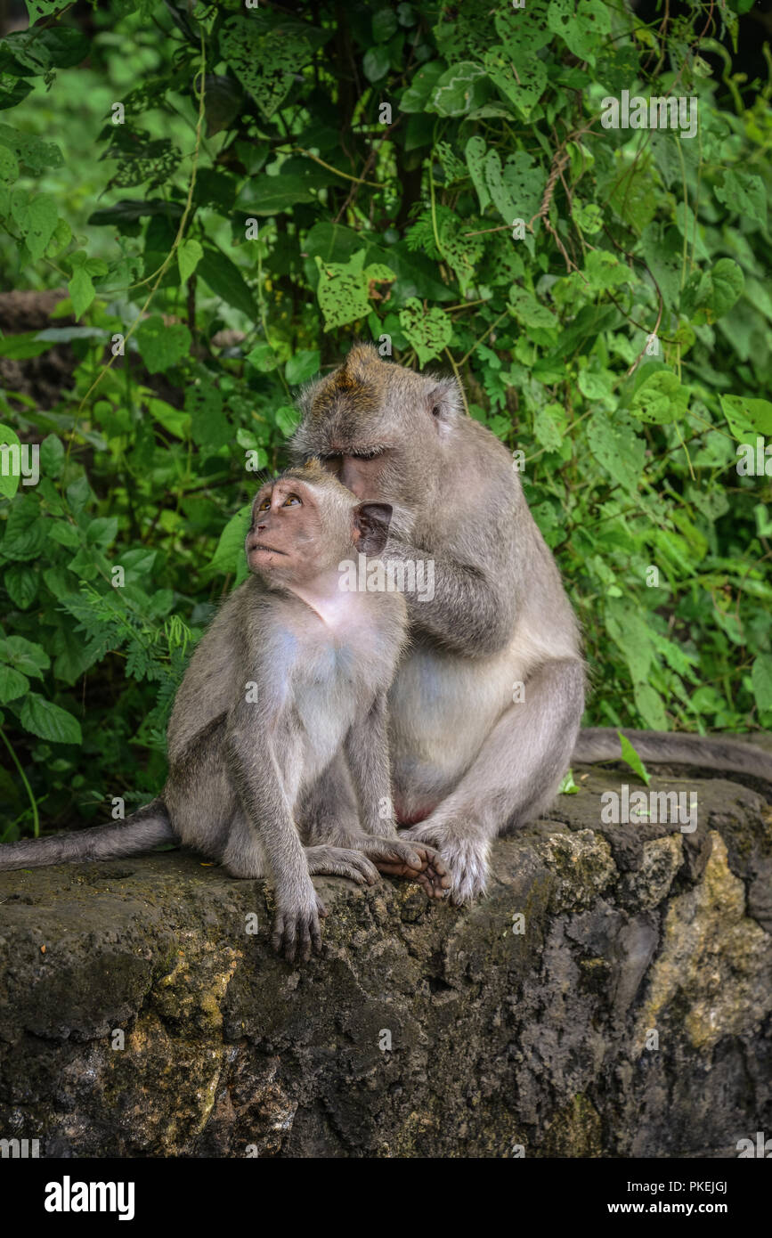 Uluwatu temple monkeys hi-res stock photography and images - Alamy