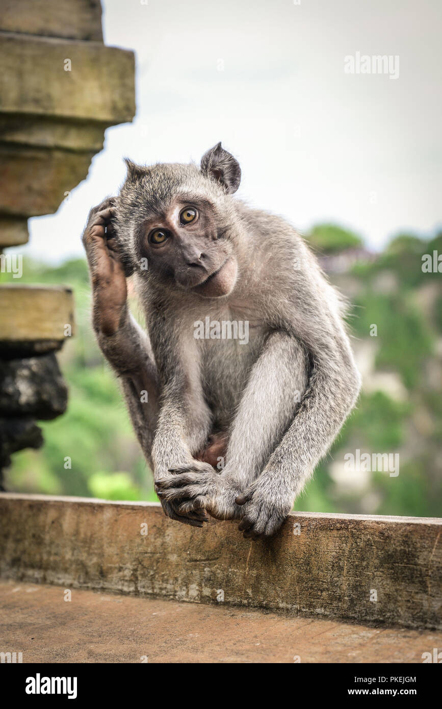 Cute little monkey sitting on the concrete cement closeup Stock Photo ...