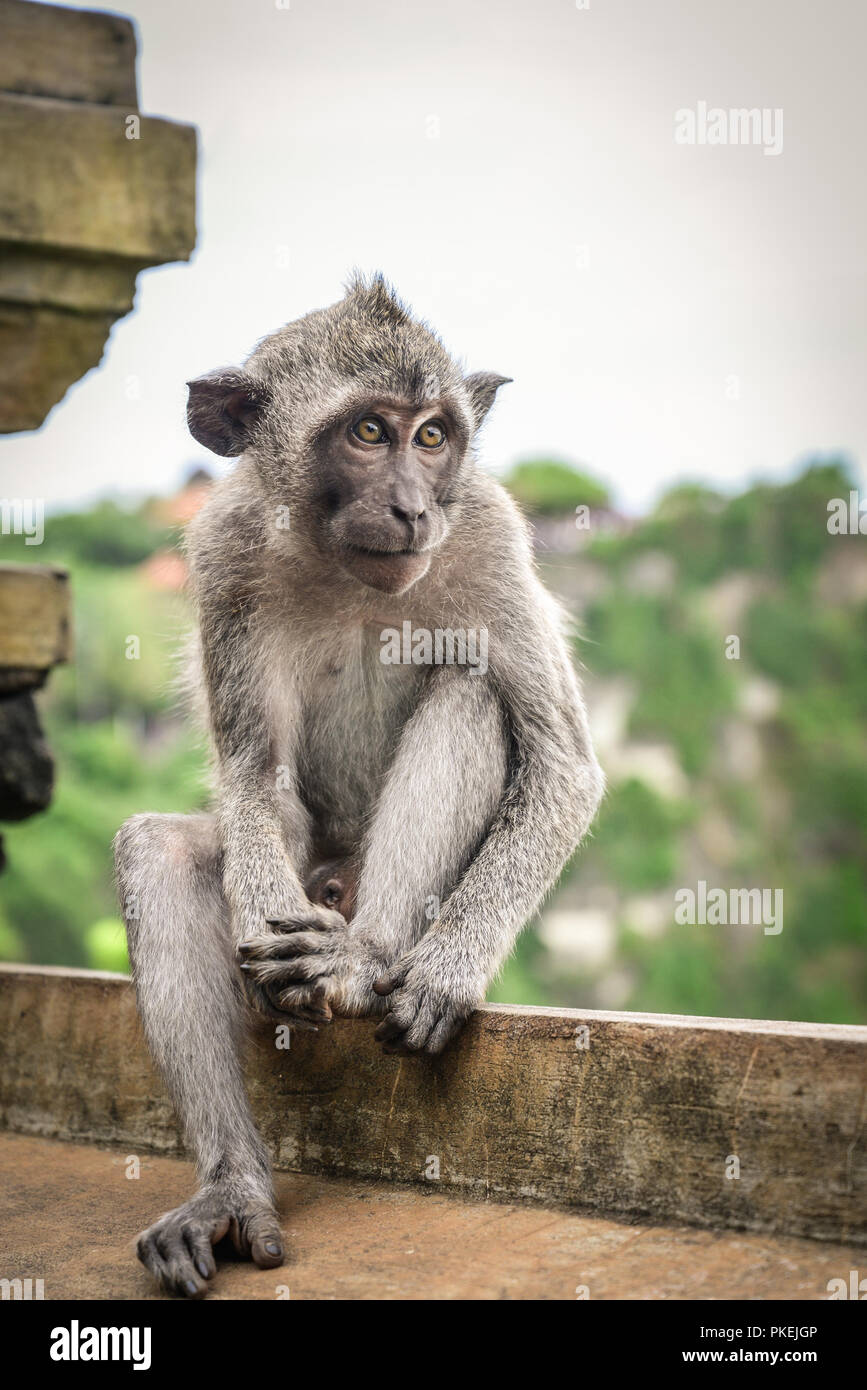 Cute little monkey sitting on the concrete cement closeup Stock Photo ...