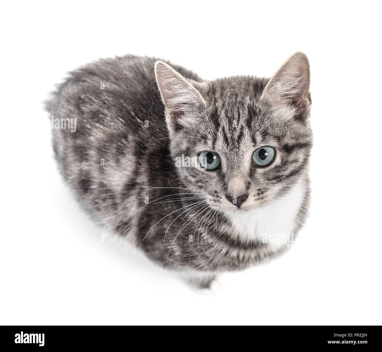 Cute little grey kitten with blue eyes isolated on white background ...