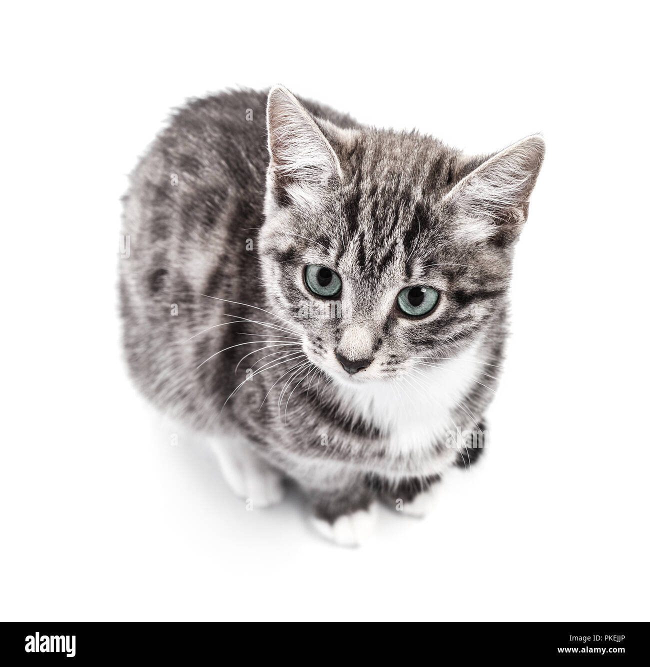 Cute little grey kitten with blue eyes isolated on white background ...