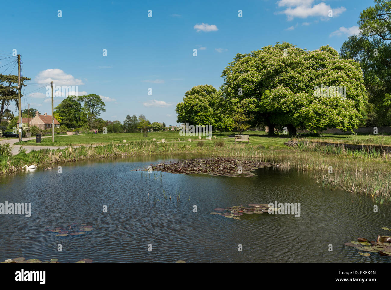 Village pond in Frampton ON Severn, Gloucestershire, UK. The Village ...