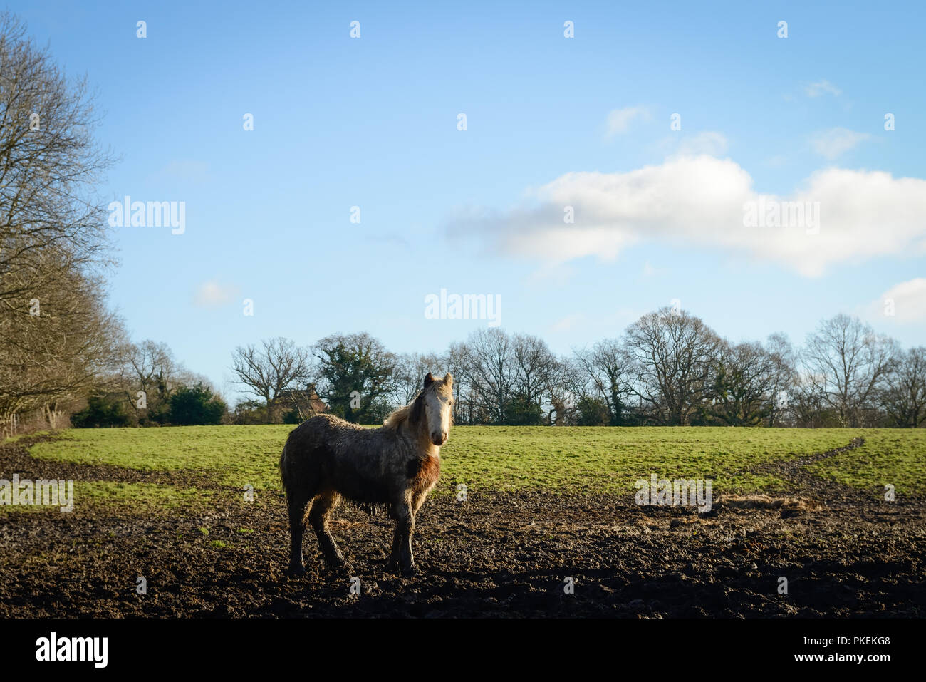 Empty paddock field hi-res stock photography and images - Alamy