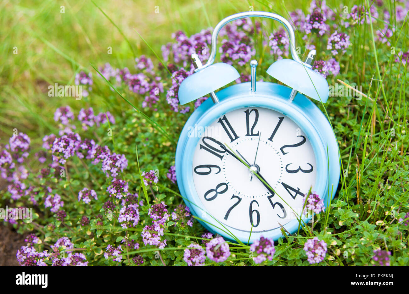 Alarm clock, blue clock in green grass and thyme in summer Stock Photo ...
