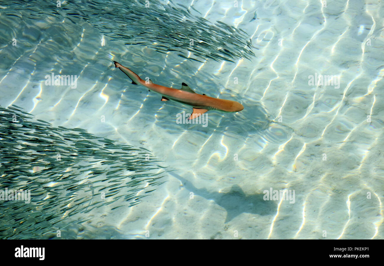 Baby Black Tip Shark Swimming in Pacific Ocean Clear Waters Stock Photo ...