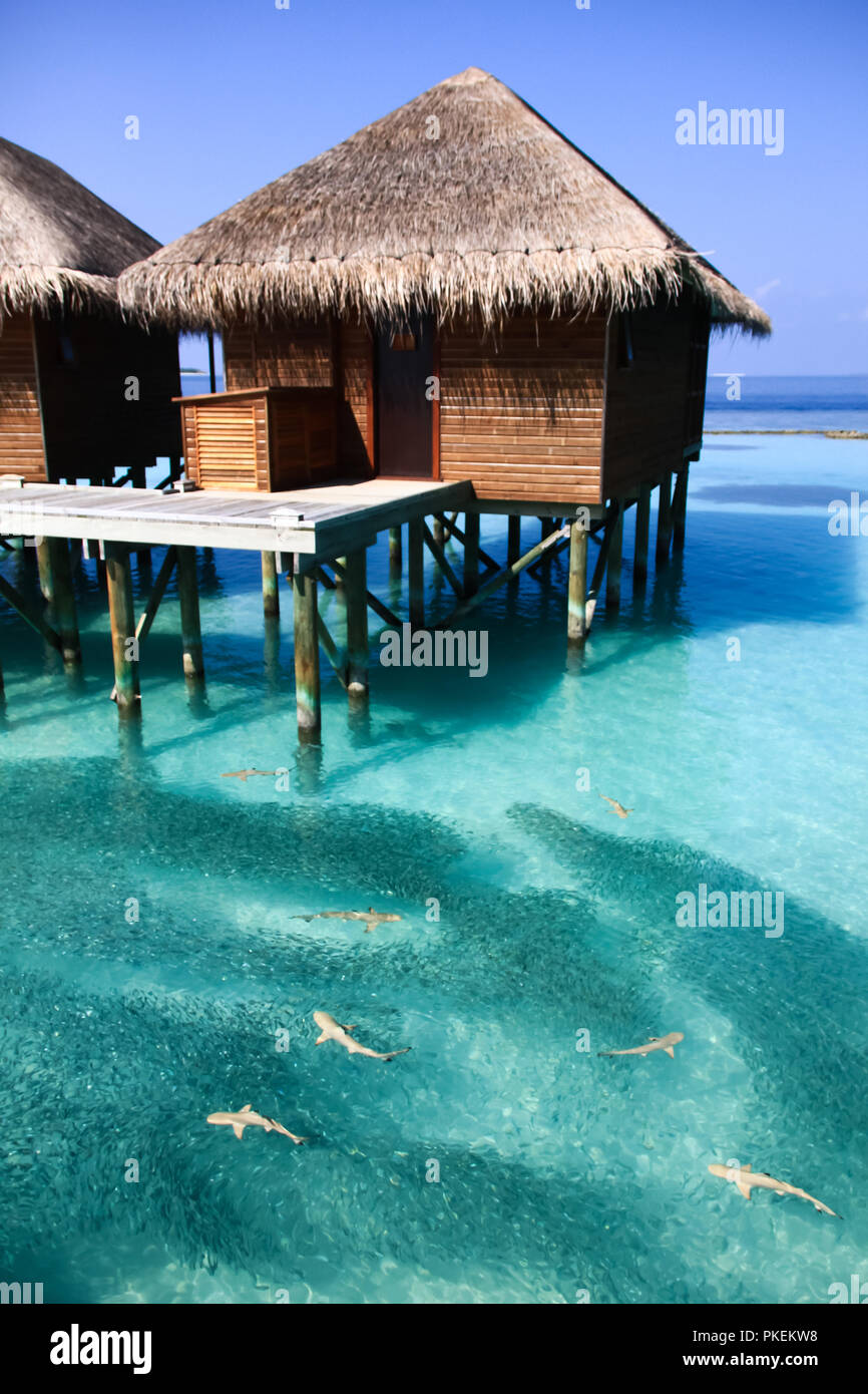 Baby Black Tip Sharks with School of Fish in Pacific Ocean in Maldives Bungalows Stock Photo - Alamy