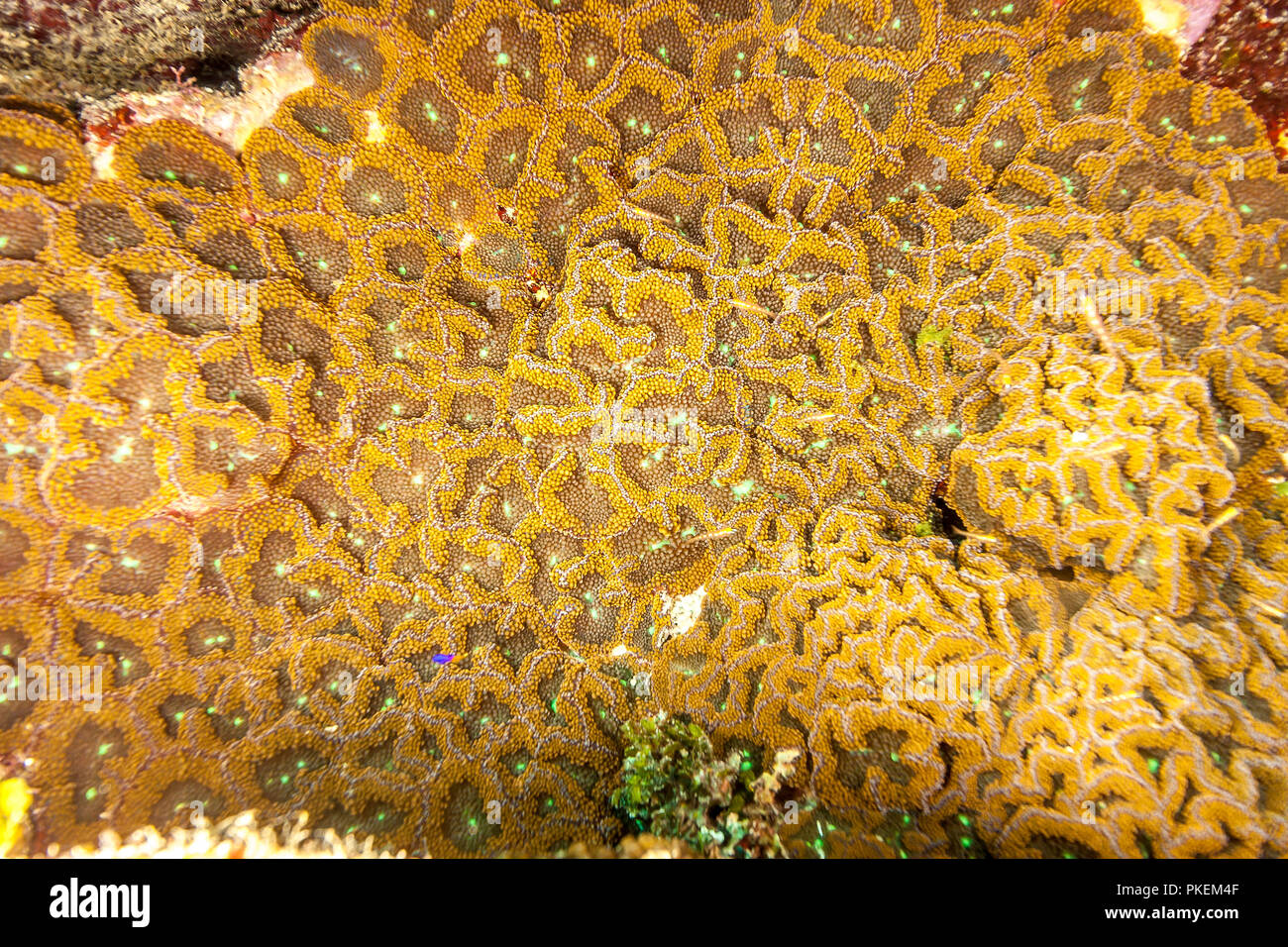 Florida corallimorph ricordea florida hi-res stock photography and ...