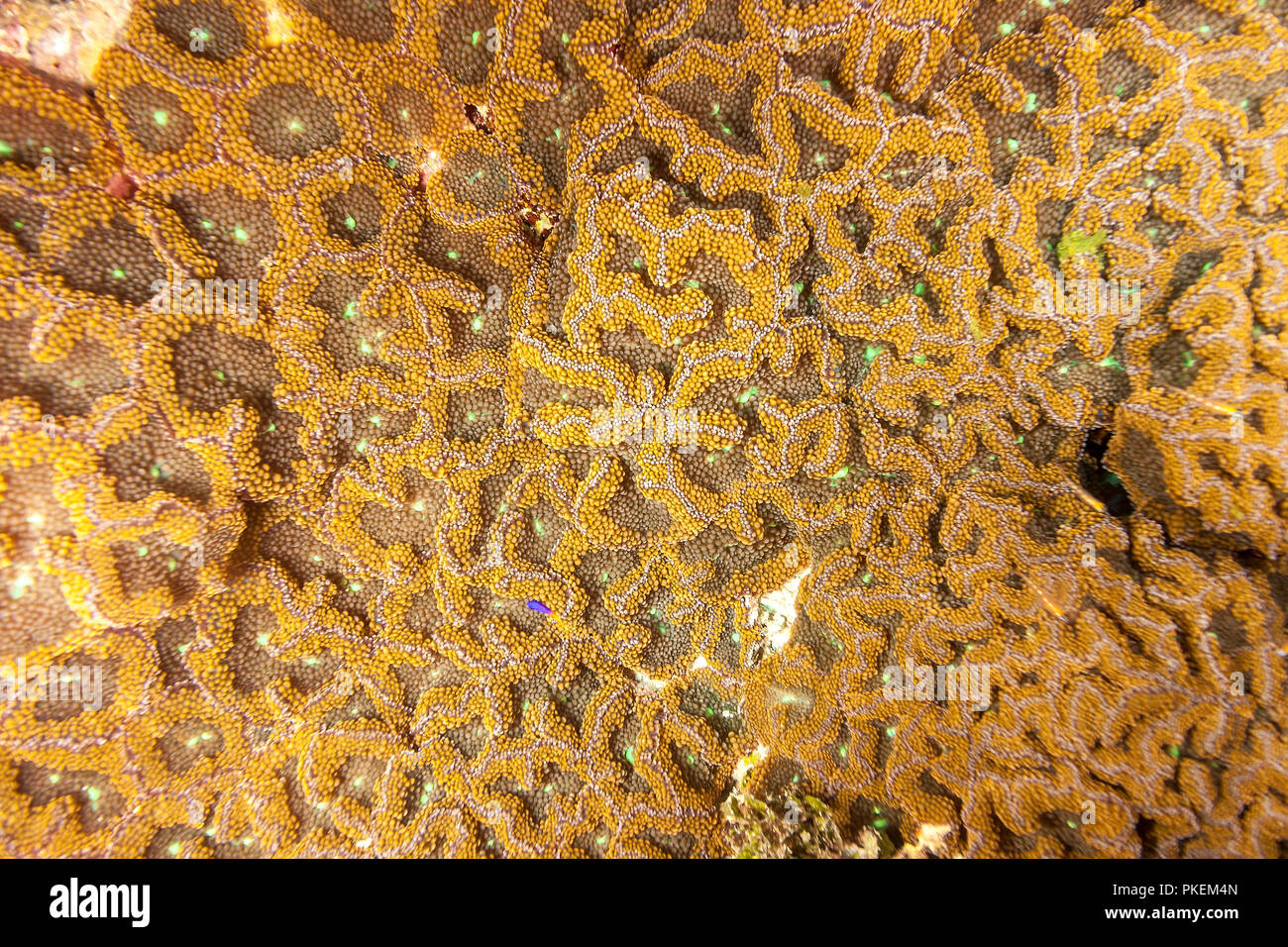 Florida corallimorph ricordea florida hi-res stock photography and ...