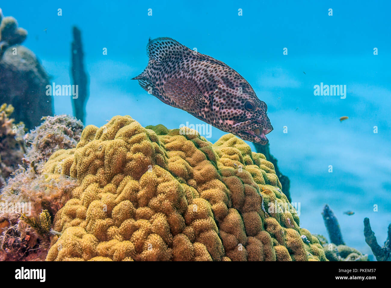 Grouper fish teeth hi-res stock photography and images - Alamy