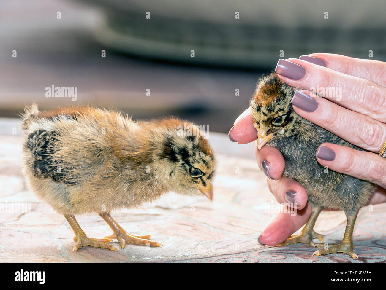 Chicks, young chickens on table playing Stock Photo - Alamy