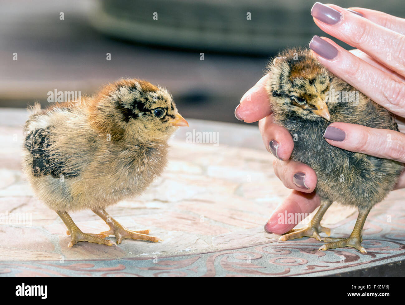 Chicks, young chickens on table playing Stock Photo - Alamy