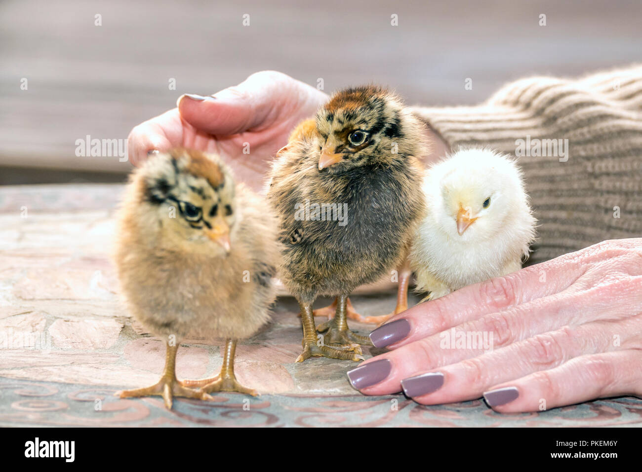 Chicks, young chickens on table playing Stock Photo - Alamy