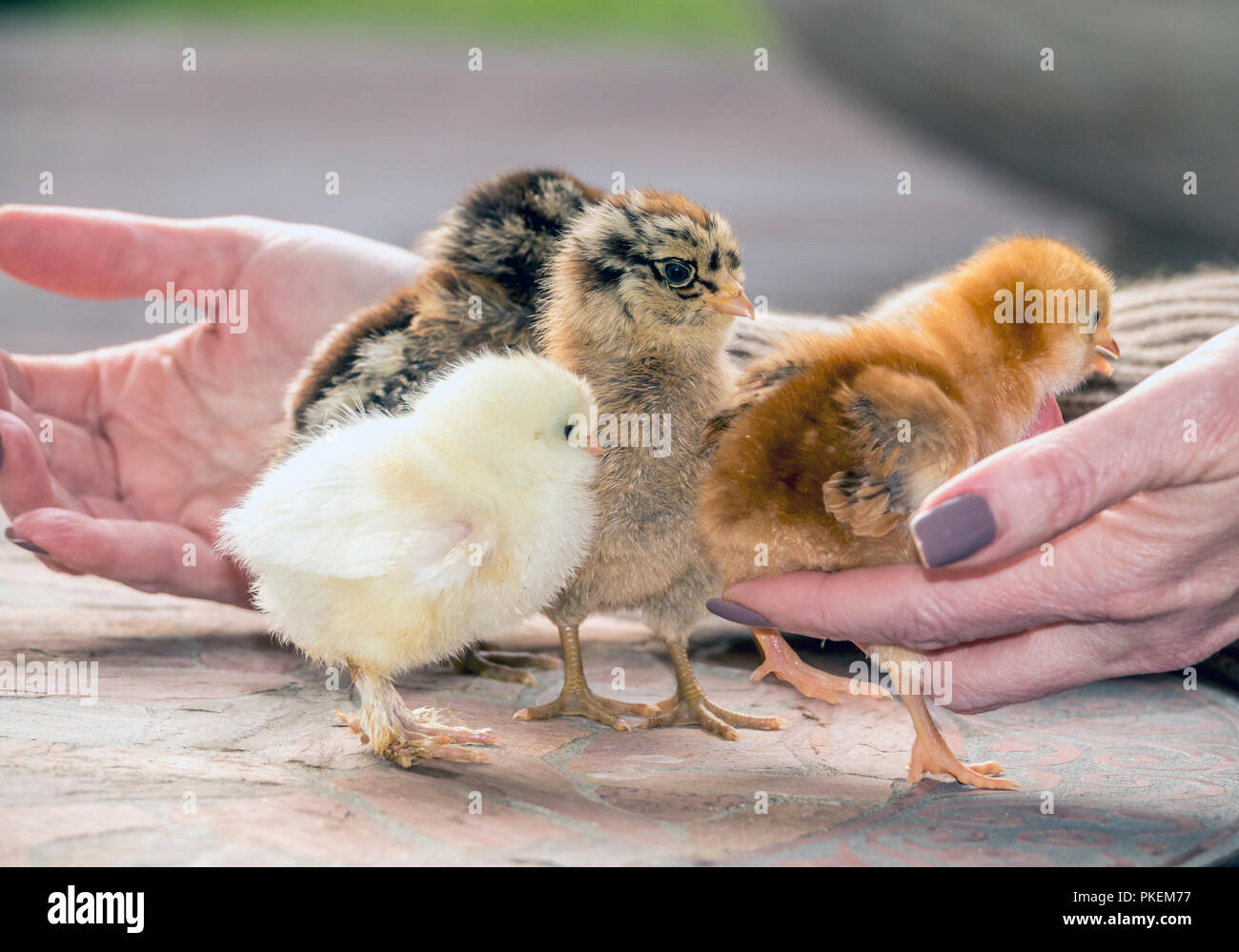 Chicks, young chickens on table playing Stock Photo - Alamy
