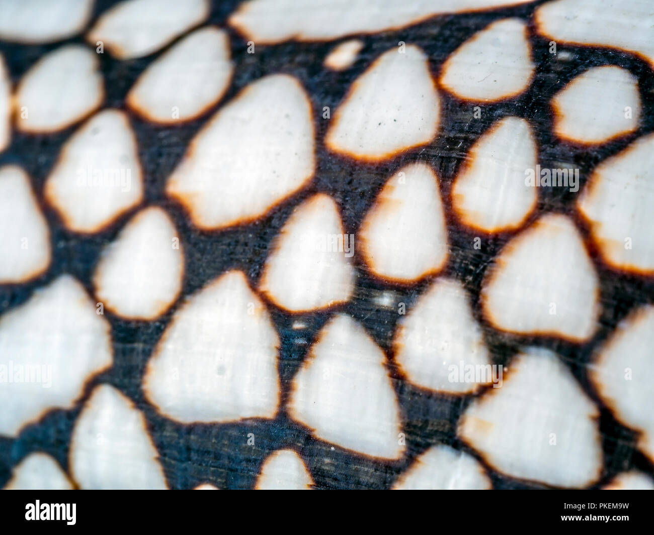 Close up of cone seashell from Pacific ocean Stock Photo - Alamy
