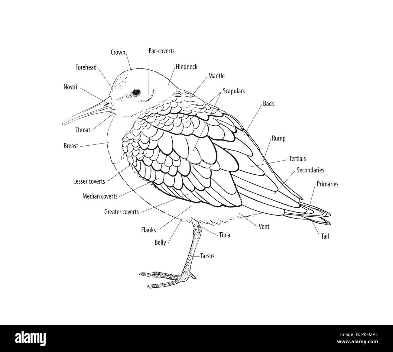 Main plumage and tracts of a bird Stock Photo - Alamy