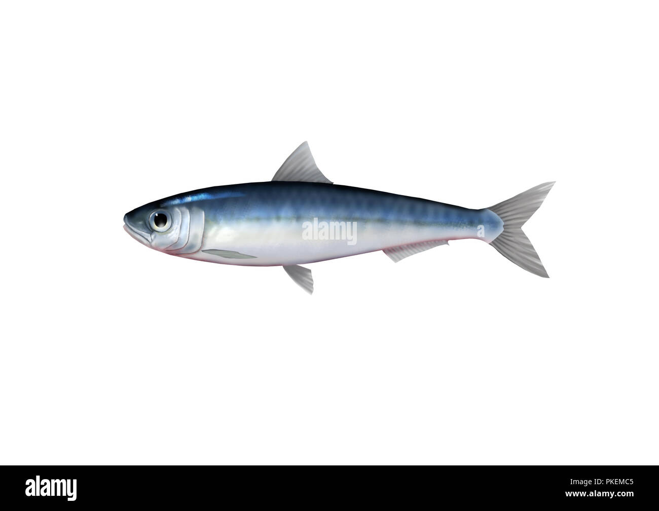 One eye fish illustration hi-res stock photography and images - Alamy