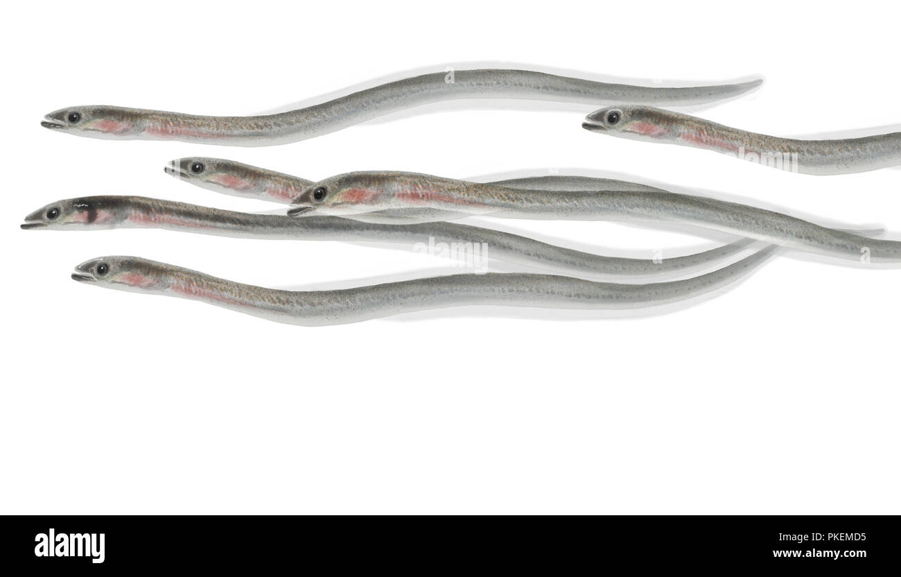 Digital illustration of a group of Eel elvers Stock Photo - Alamy
