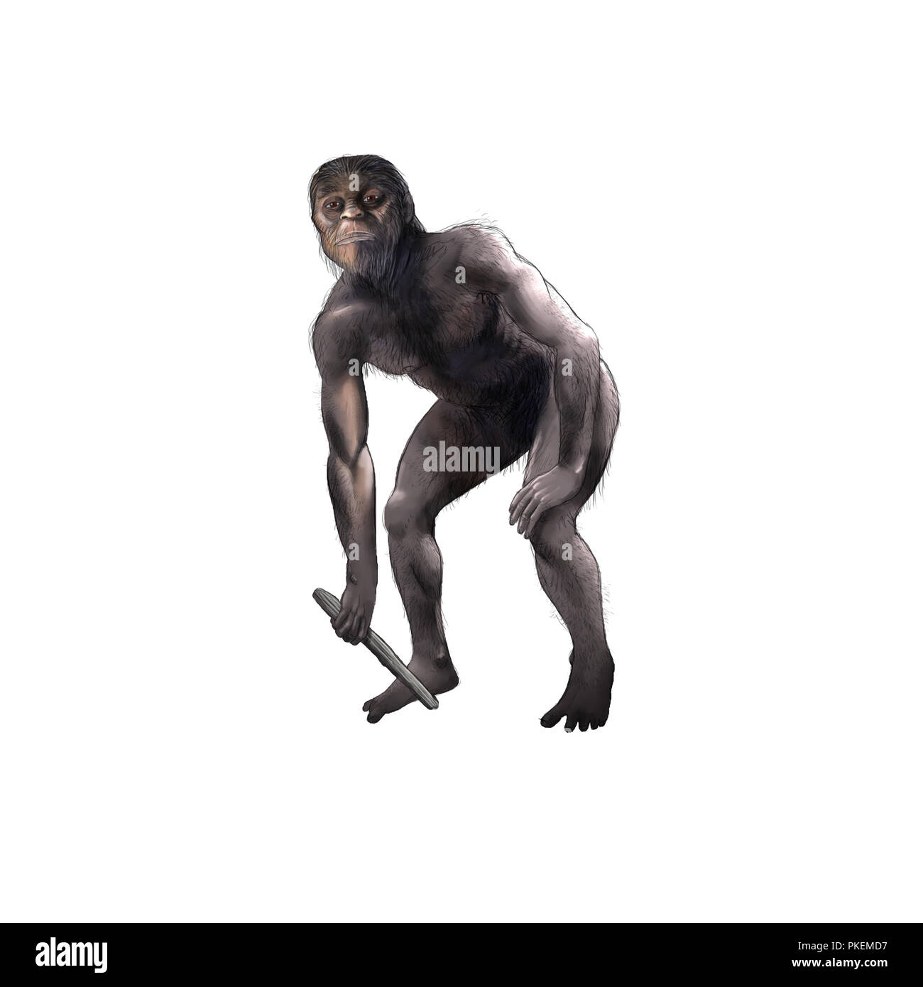 digital illustration of a australopithecus Stock Photo - Alamy