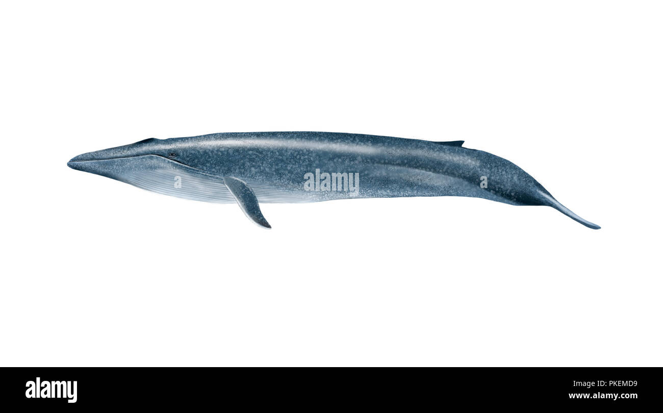 Digital illustration of a blue whale Stock Photo - Alamy