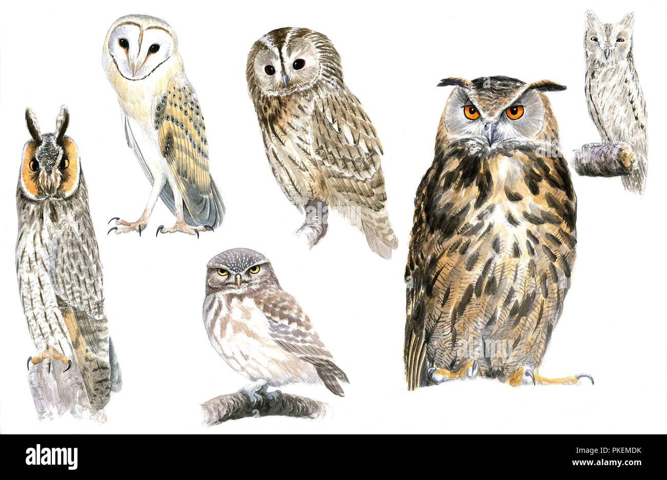 Original owls portrait watercolor, hand painted Stock Photo - Alamy